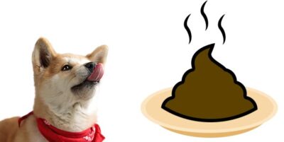 Coprofagia canina: causas y remedios | Clínica La Veterinaria