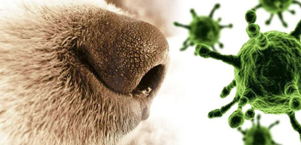 Moquillo canino: síntomas y evolución | La Clínica Veterinaria