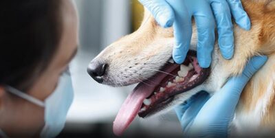 Epulide en la boca del perro | Clínica La Veterinaria