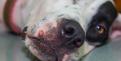 Verrugas en perros: papilomas cutáneos | Clínica La Veterinaria