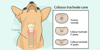 Collasso tracheale cane: diagnosi e terapia | Clinica La Veterinaria