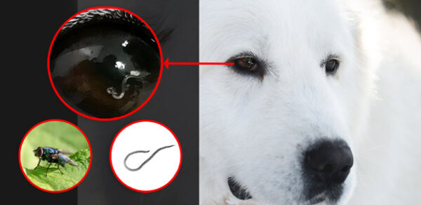Gusanos oculares del perro Thelazia y Thelaziosi | Clínica La Veterinaria