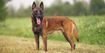 The Belgian Shepherd | Clinic the Veterinary